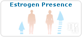 About Estrogen - Understanding estrogen's function