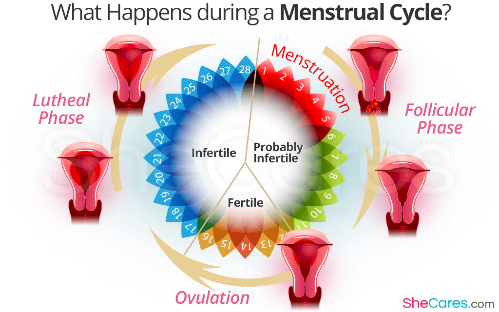 What Happens During A Menstrual Cycle SheCares
